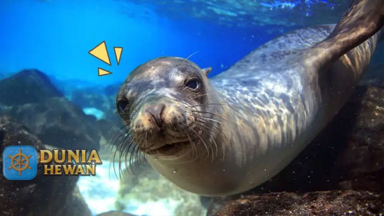 Apa Itu Anjing Laut? Bagaimana Cara Bertahannya Anjing Laut?