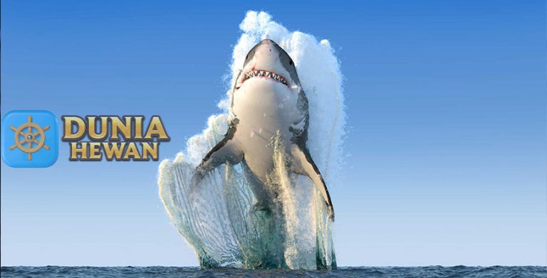 Hiu Putih Raksasa "Great White Shark" Hiu Terbesar di Dunia