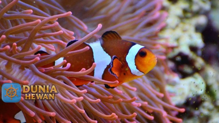Fakta Menarik Ikan Nemo Tidak Mempan Meski Tersengat Anemon