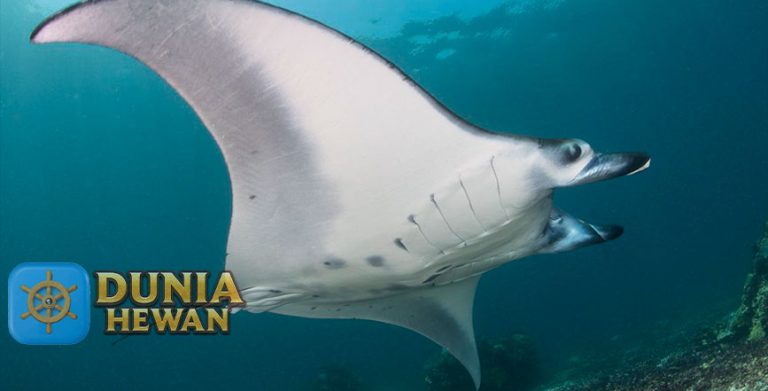 Ikan Pari Manta Raksasa Spesies Ikan Pari Terbesar di Laut