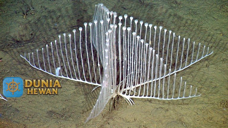 Harp Sponge Spesies Memiliki Tubuh yang Berpori dan Keras
