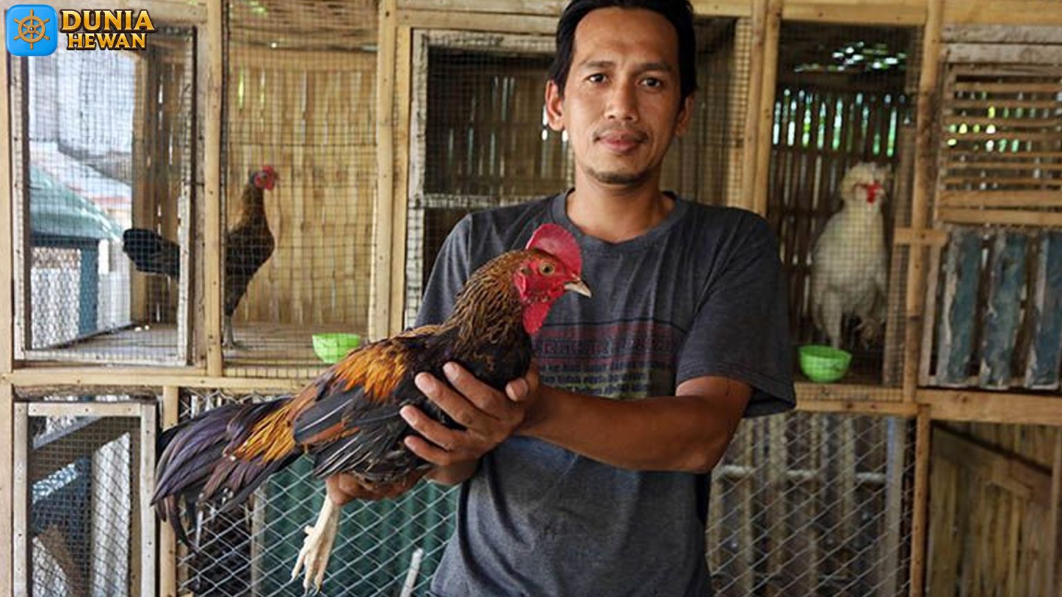 Mengenal Ayam Bekisar: Sang Paduan Genetik yang Memikat