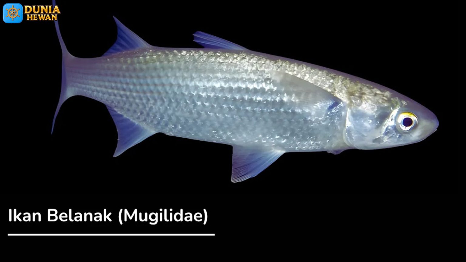 Fakta Menarik tentang Ikan Belanak yang Perlu Anda Ketahui